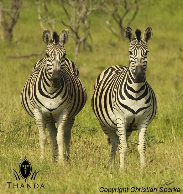 zebra – Christian Sperka Photography | Custom Luxury Tours