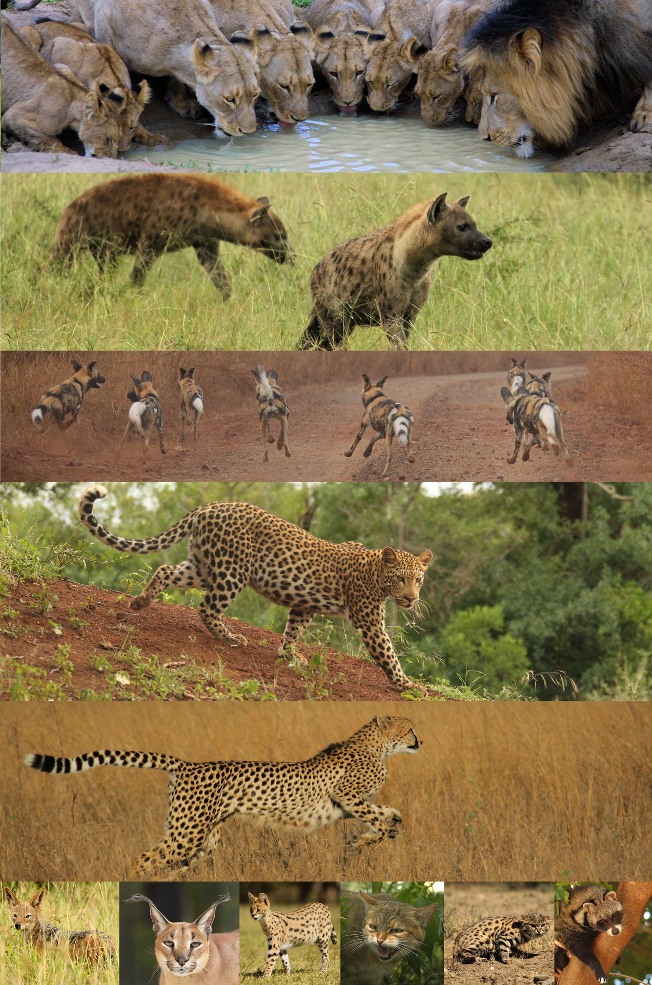 Predator – Christian Sperka Photography | Custom Luxury Tours