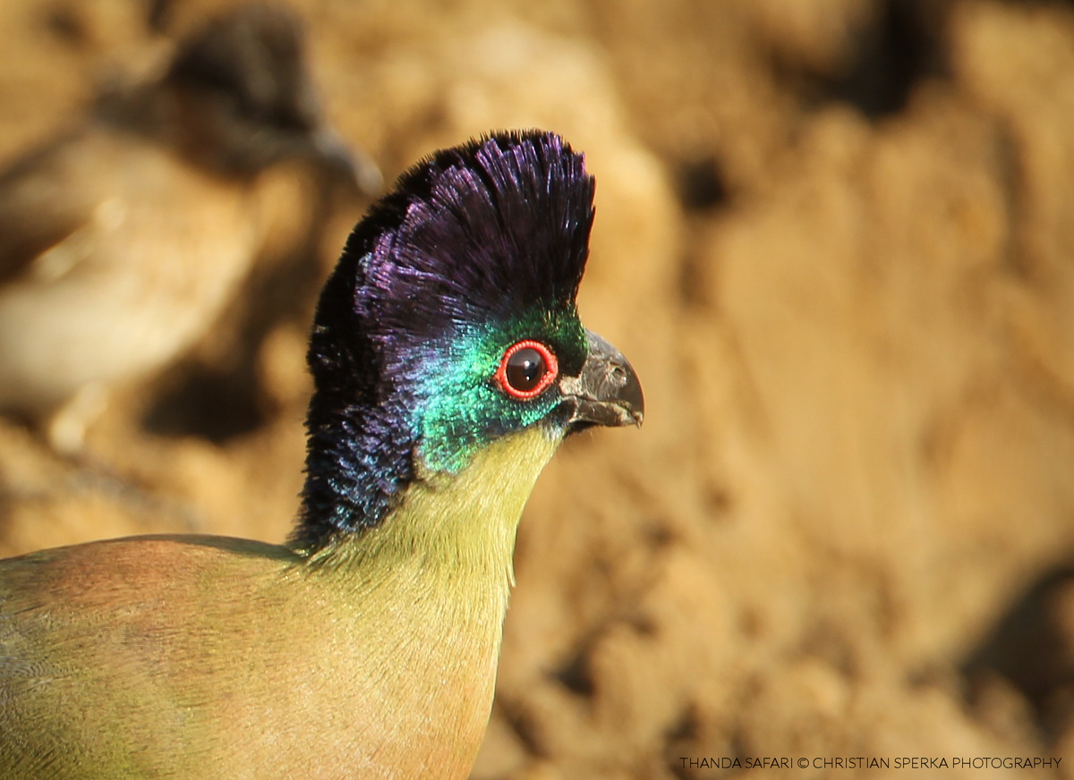 Bird of the Day – Purple-crested Turaco – Christian Sperka Photography ...