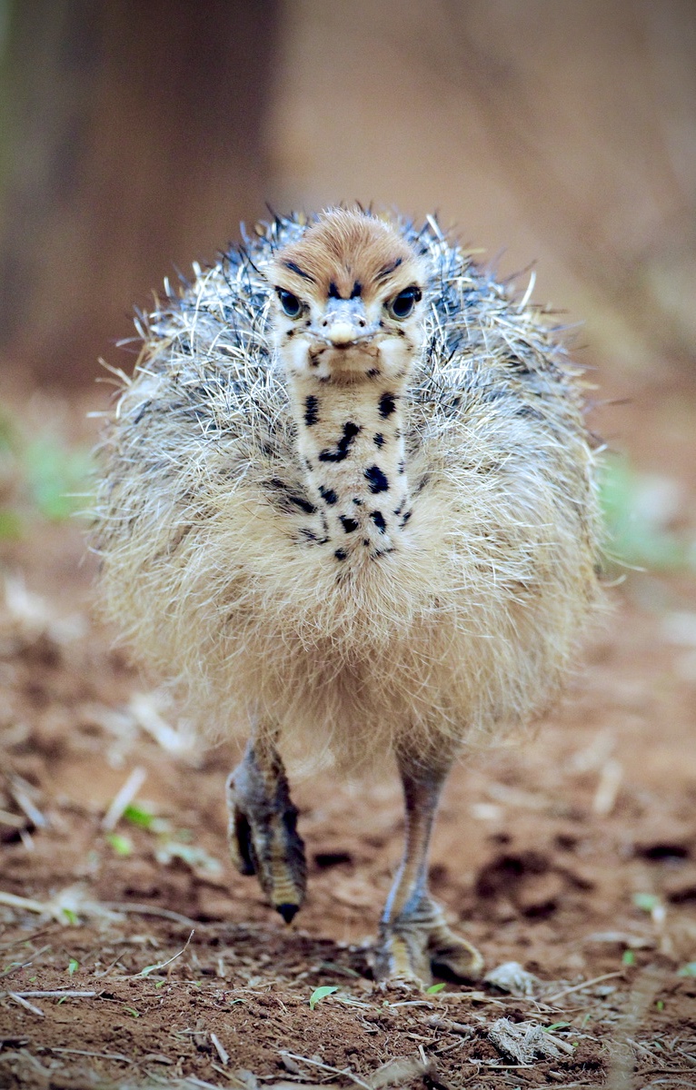 STAY-AT-HOME-FRIDAY – OSTRICH – Christian Sperka Photography | Custom ...