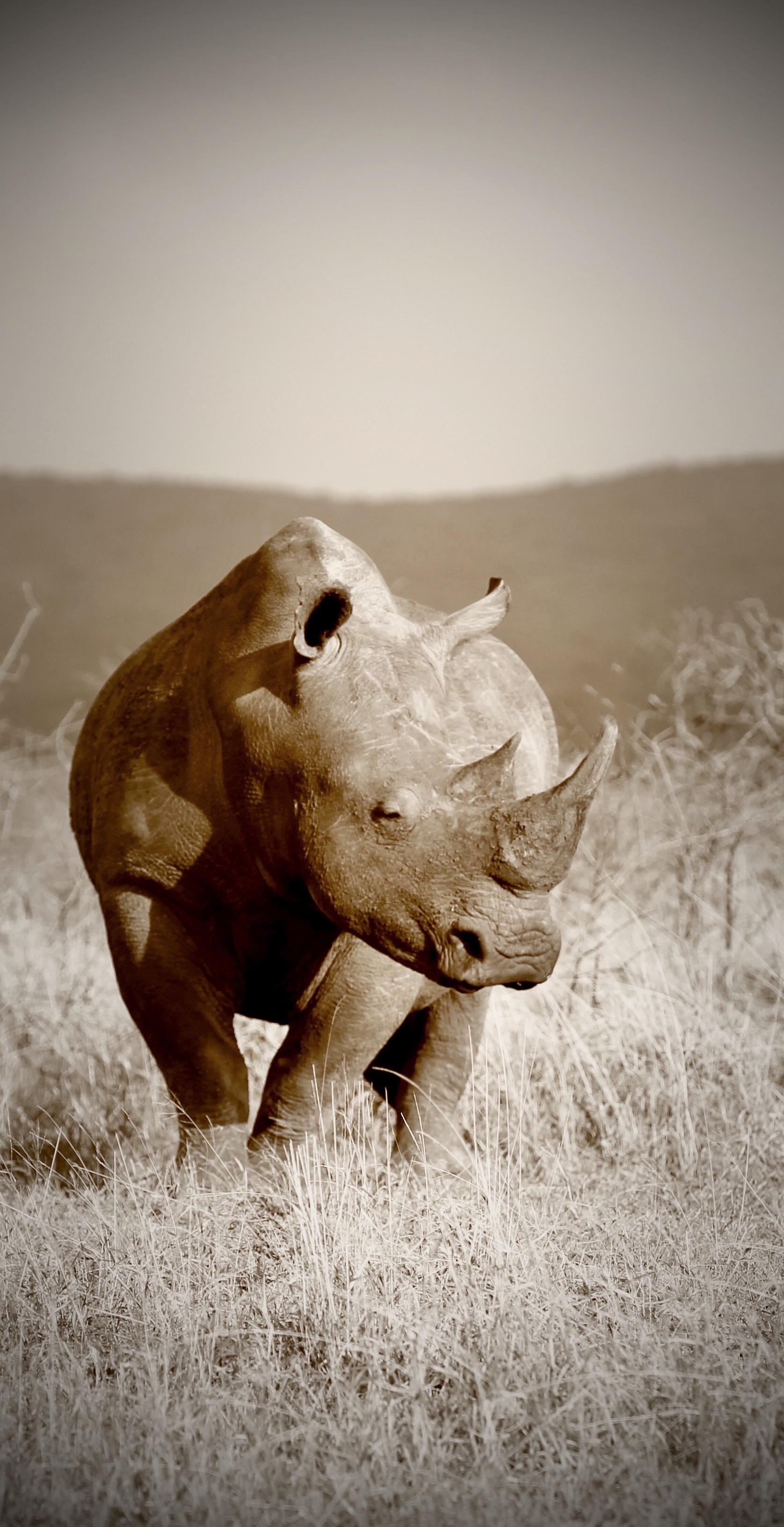 THE MORNING POST – HORNS – Christian Sperka Photography | Custom Luxury ...