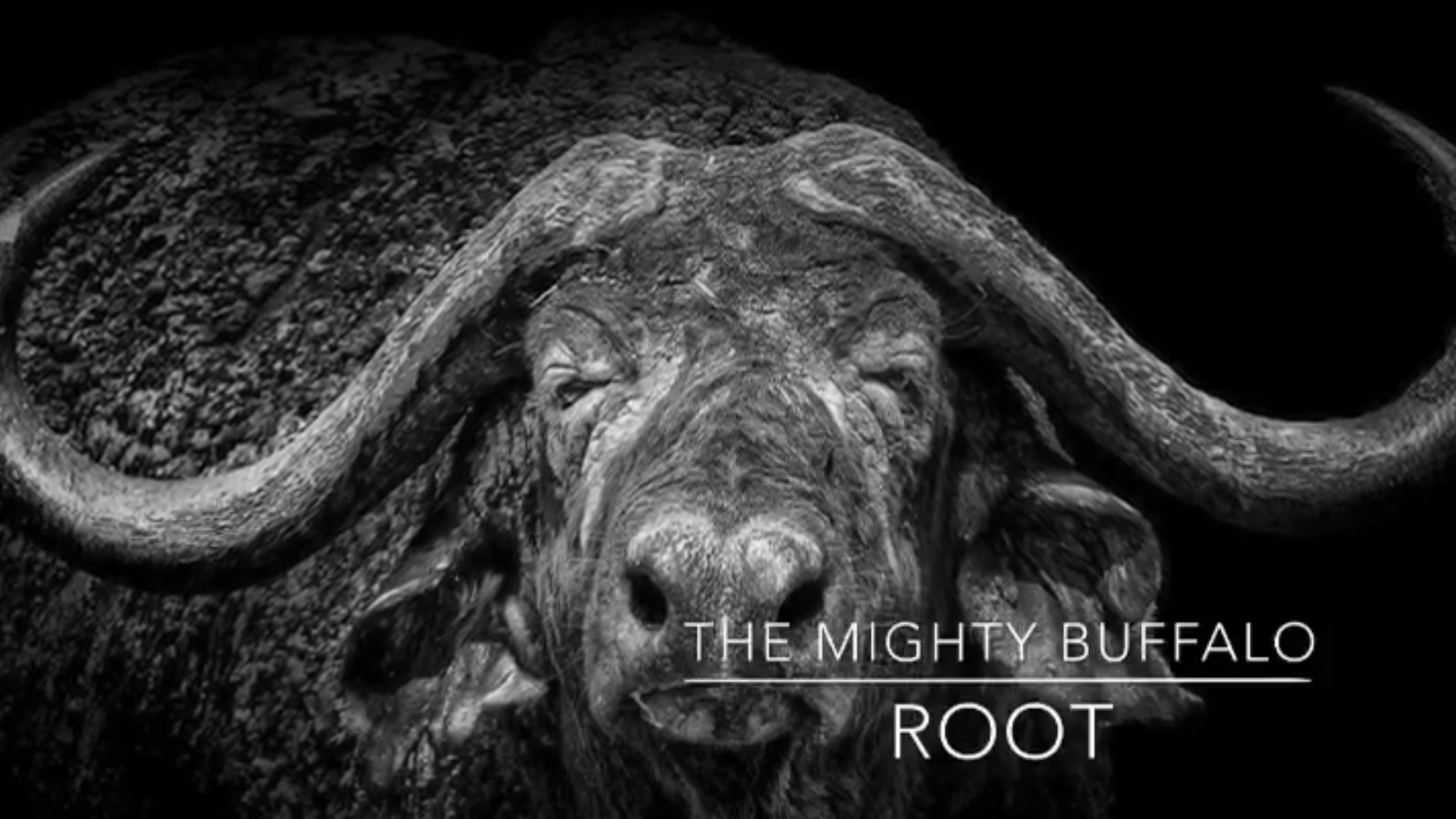 THE DAILY POST – THE MIGHTY BUFFALO BY ROOT – Christian Sperka ...