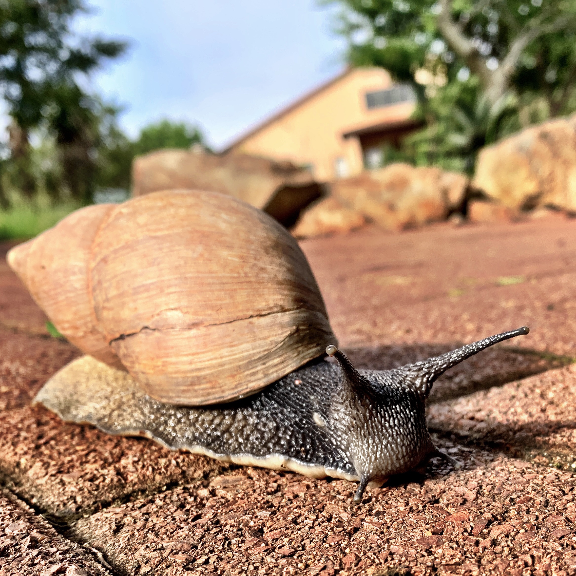 Giant Snail Photo Shoot – Christian Sperka Photography | Custom Luxury ...