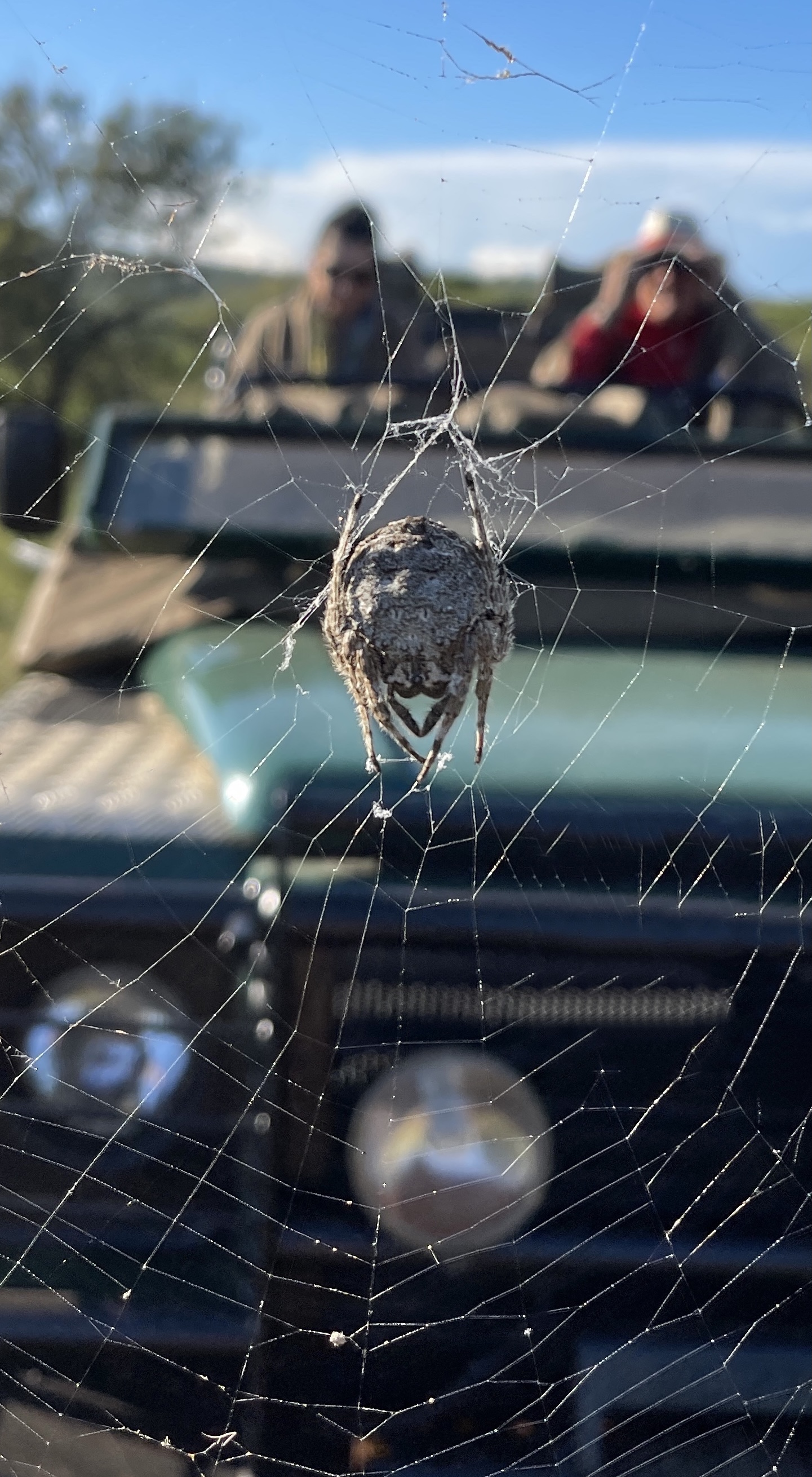The Green Mamba and the Spider – Christian Sperka Photography | Custom ...