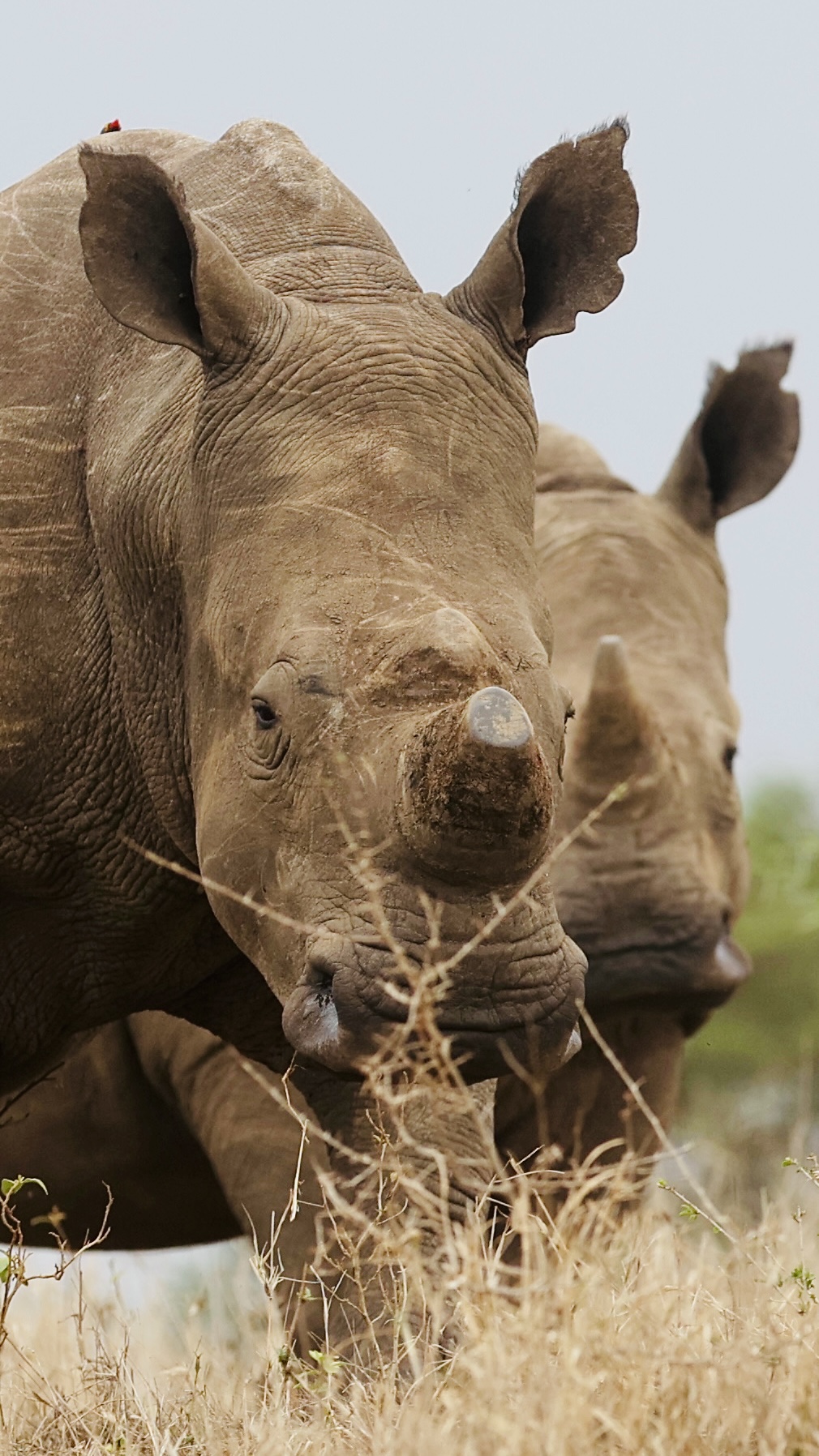 Notched ears … – Christian Sperka Photography | Custom Luxury Tours