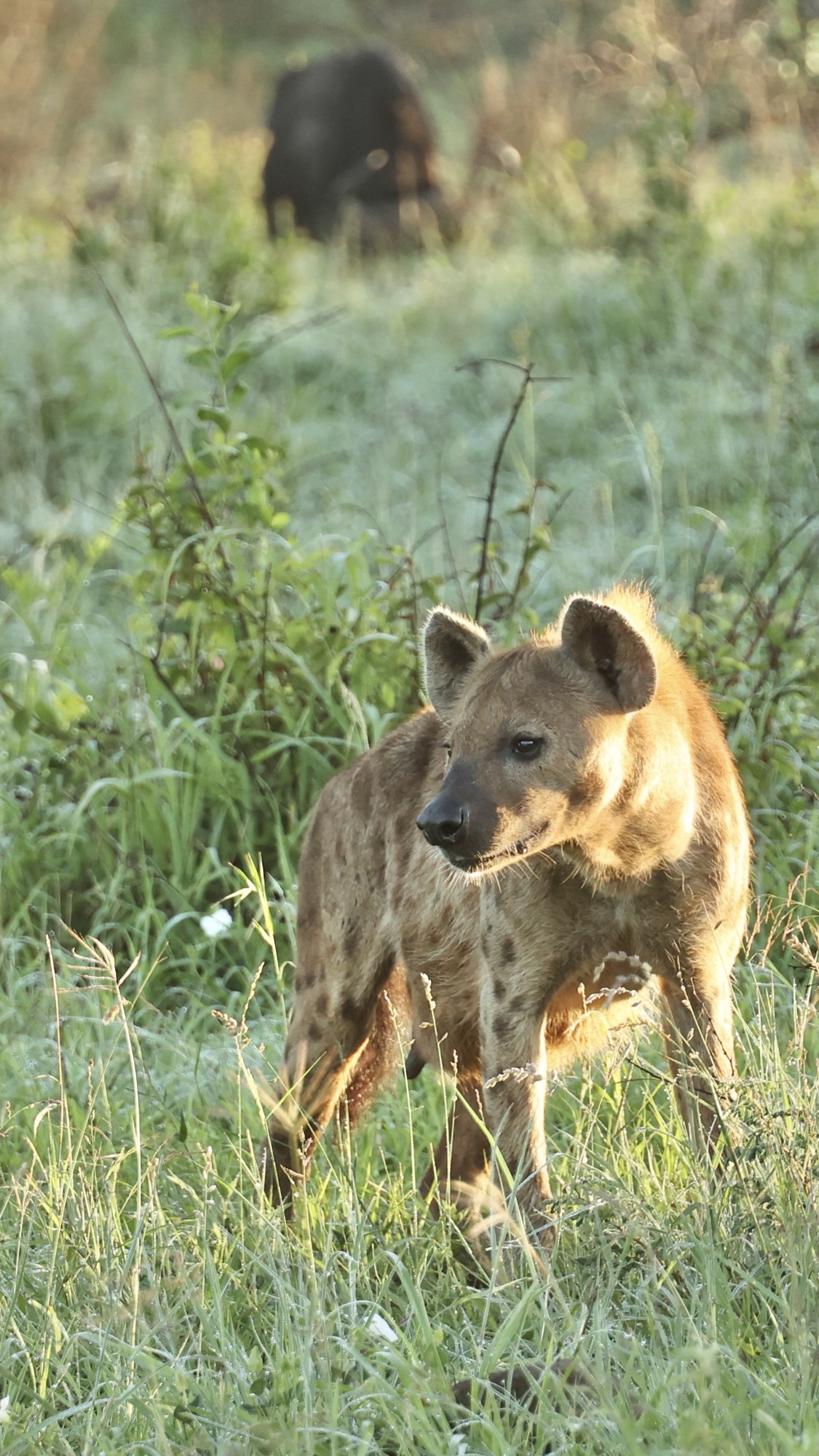 Adaptable – Christian Sperka Photography | Custom Luxury Tours