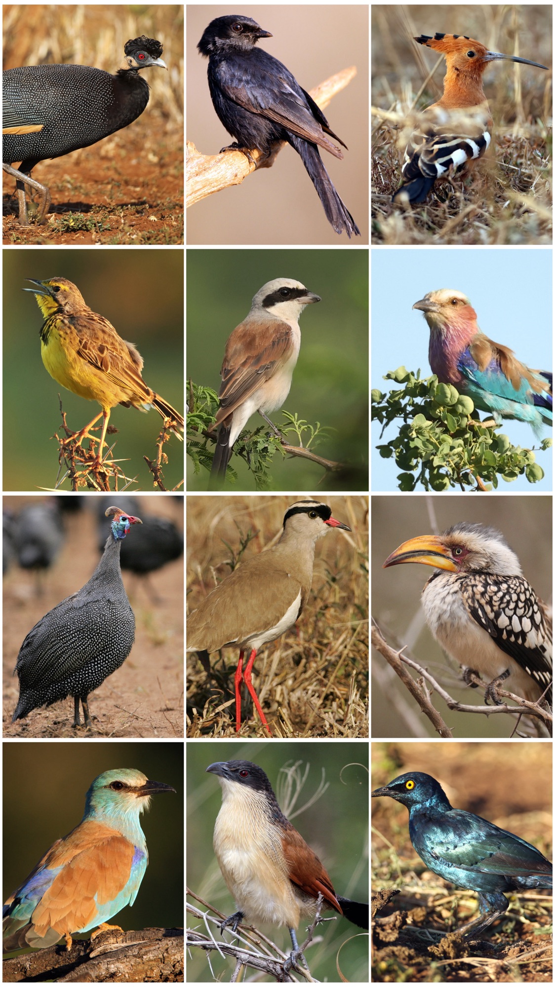 Street Birds! – Christian Sperka Photography | Custom Luxury Tours