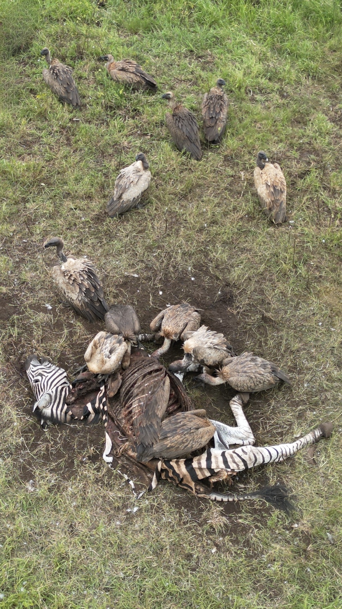 Vultures at work! – Christian Sperka Photography | Custom Luxury Tours