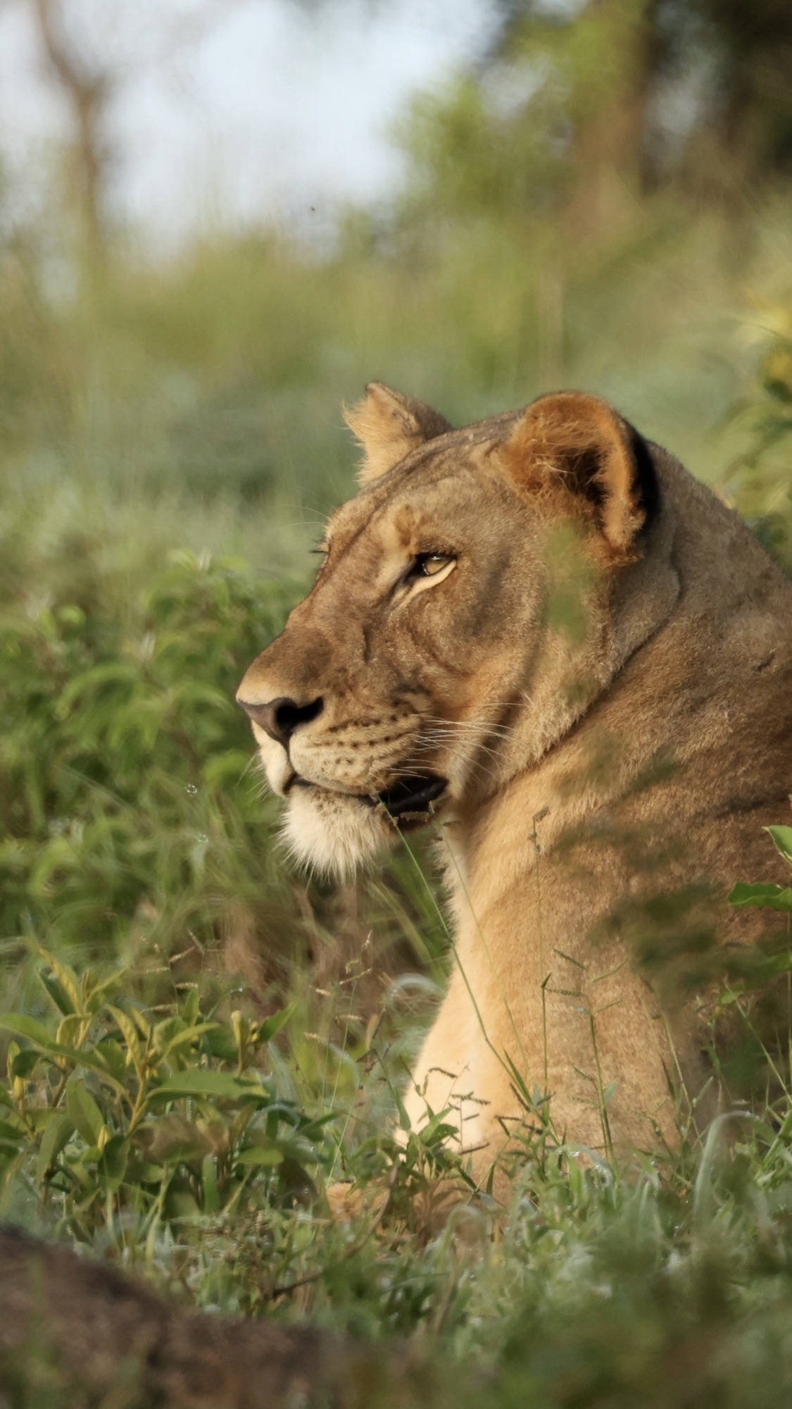 Canon on Eye-Level – A Lioness – Christian Sperka Photography | Custom ...